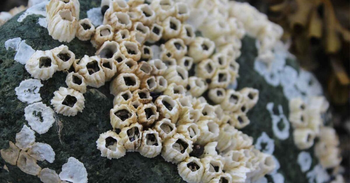 Barnacles: the tiny giants of the ocean ecosystem | News Articles