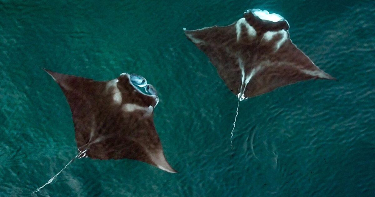 First manta ray tagging in New Zealand | News Articles | Propspeed